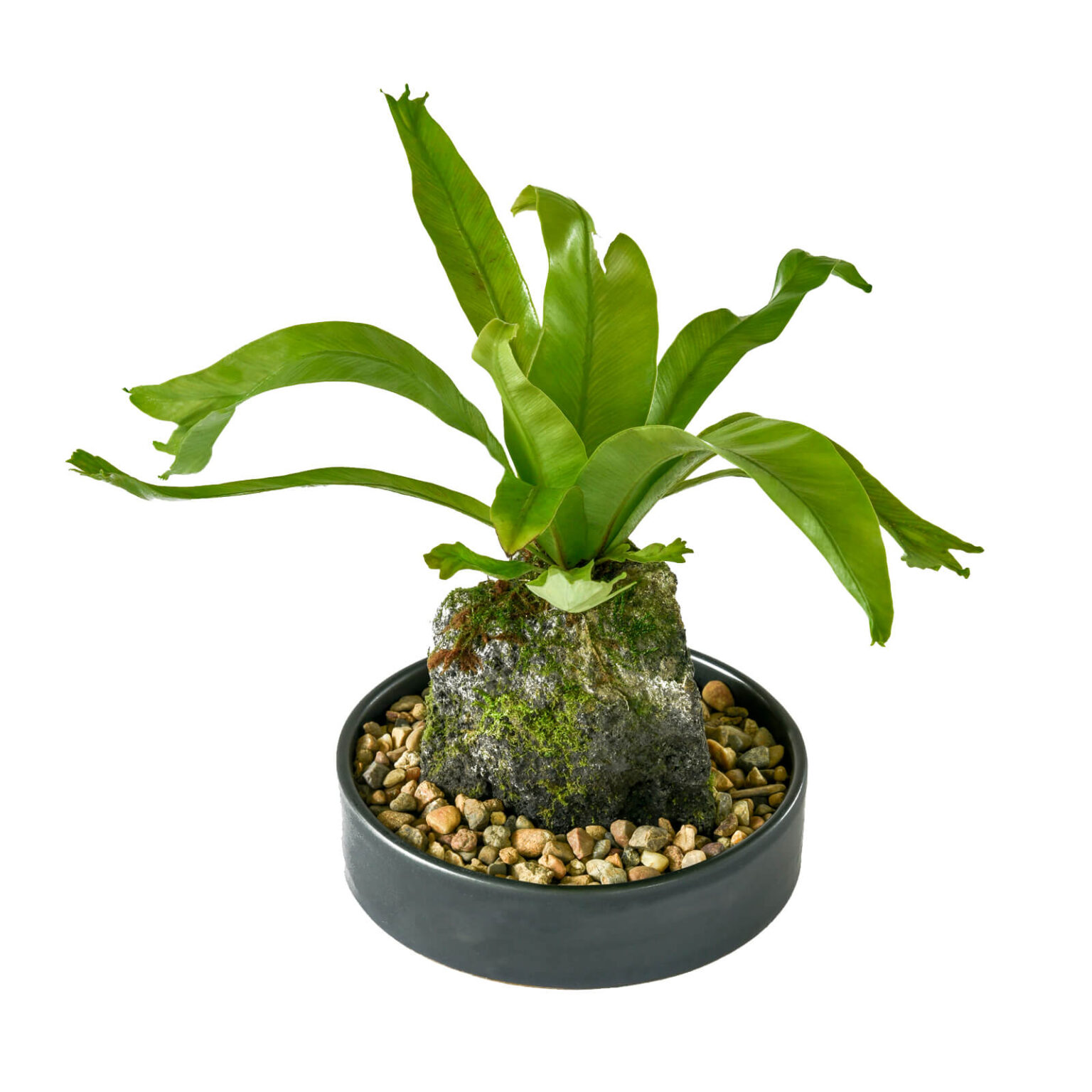 Life on the rocks and Ferns on the ROX - Amazone