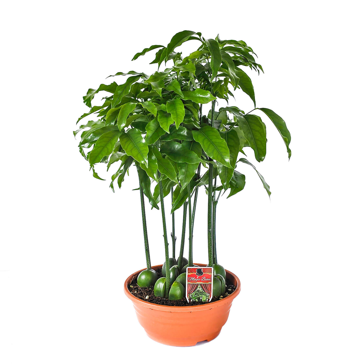 Magic Bean - Amazone