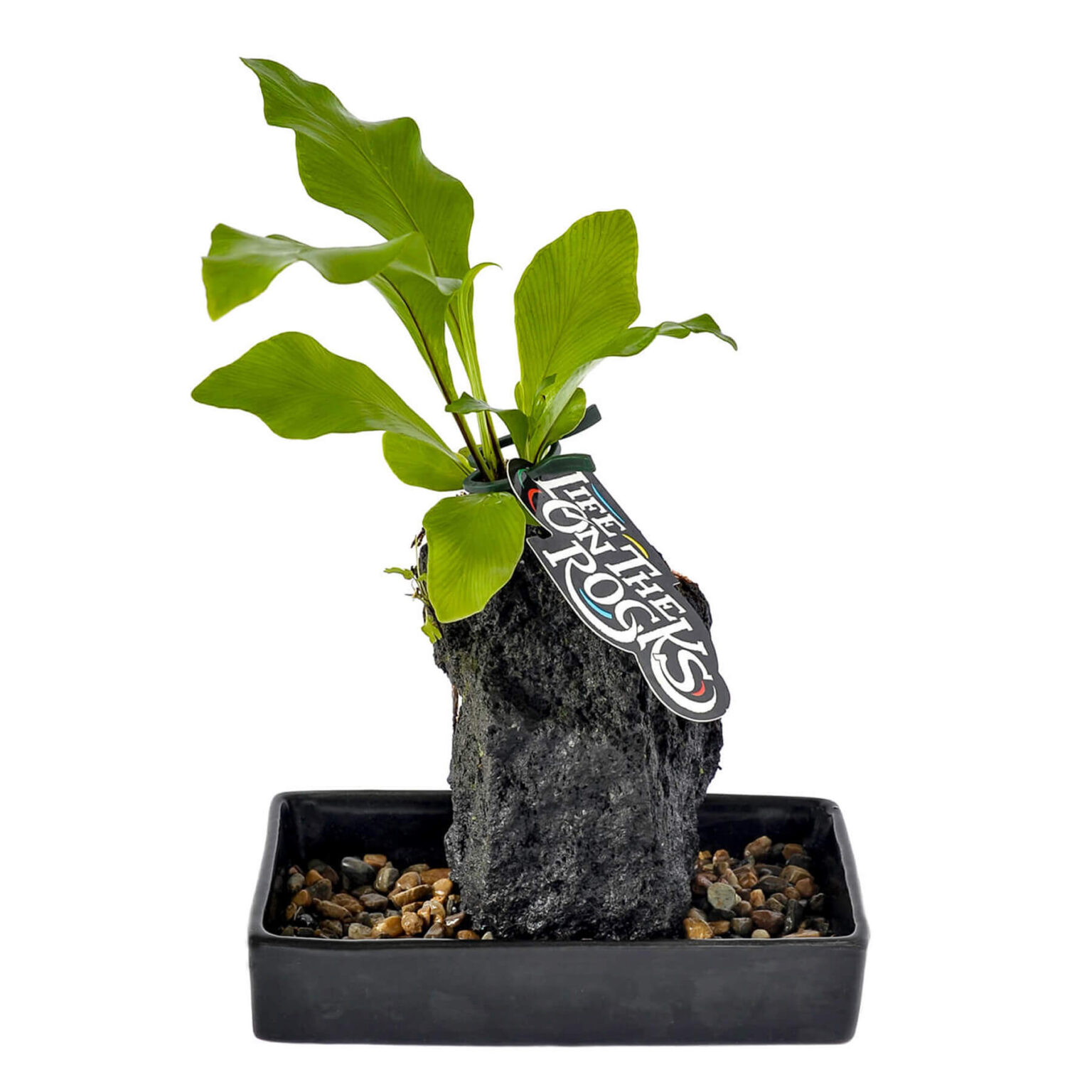 Magic Bean - Amazone