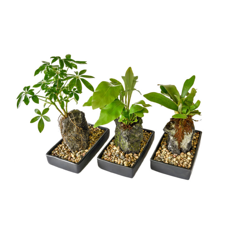 Life on the rocks and Ferns on the ROX - Amazone