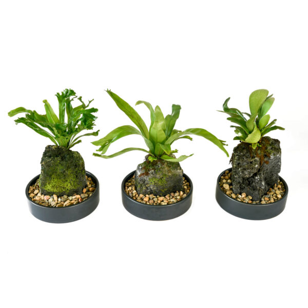 Life on the rocks and Ferns on the ROX - Amazone