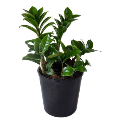 Magic Bean - Amazone