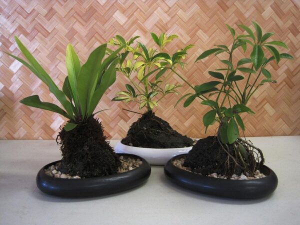 Life on the rocks and Ferns on the ROX - Amazone